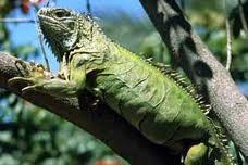 BIODIVERSIDAD: LA BIODIVERSIDAD DE TABASCO