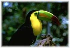 BIODIVERSIDAD: LA BIODIVERSIDAD DE TABASCO