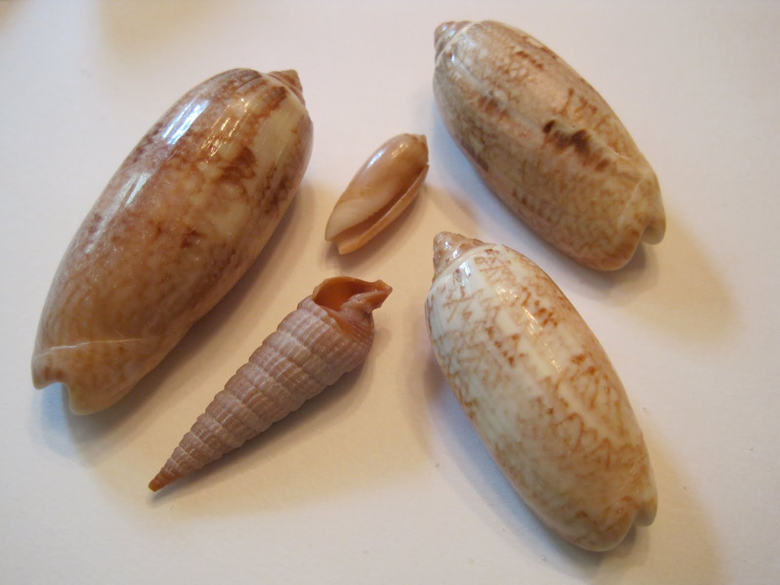 Tea With Friends: Tea & the Sea