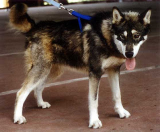 Taura Berá - Cão Lobo Tchecoslovaco: Híbridos de Lobo - Comportamento ...