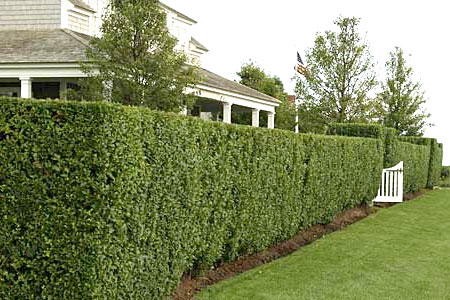 Hedge Trimmers: Techniques When Trimming Hedges