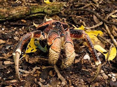 WEIRD NEWS: Amazing Mutant Animals