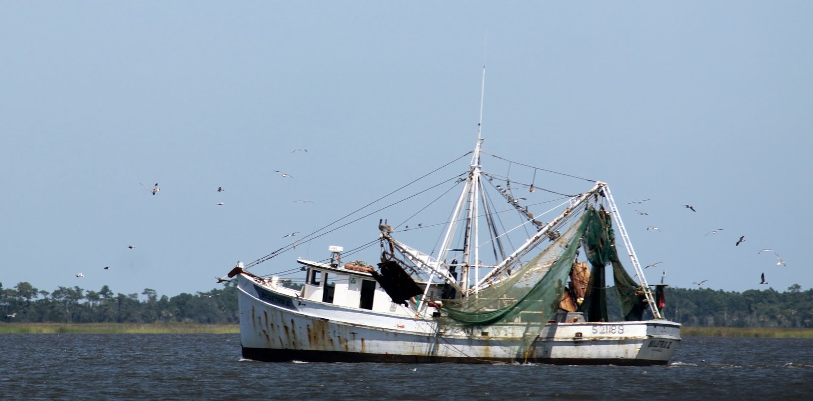 One Plant at a Time: Vacation pics. from MB and Georgetown, Shell ...