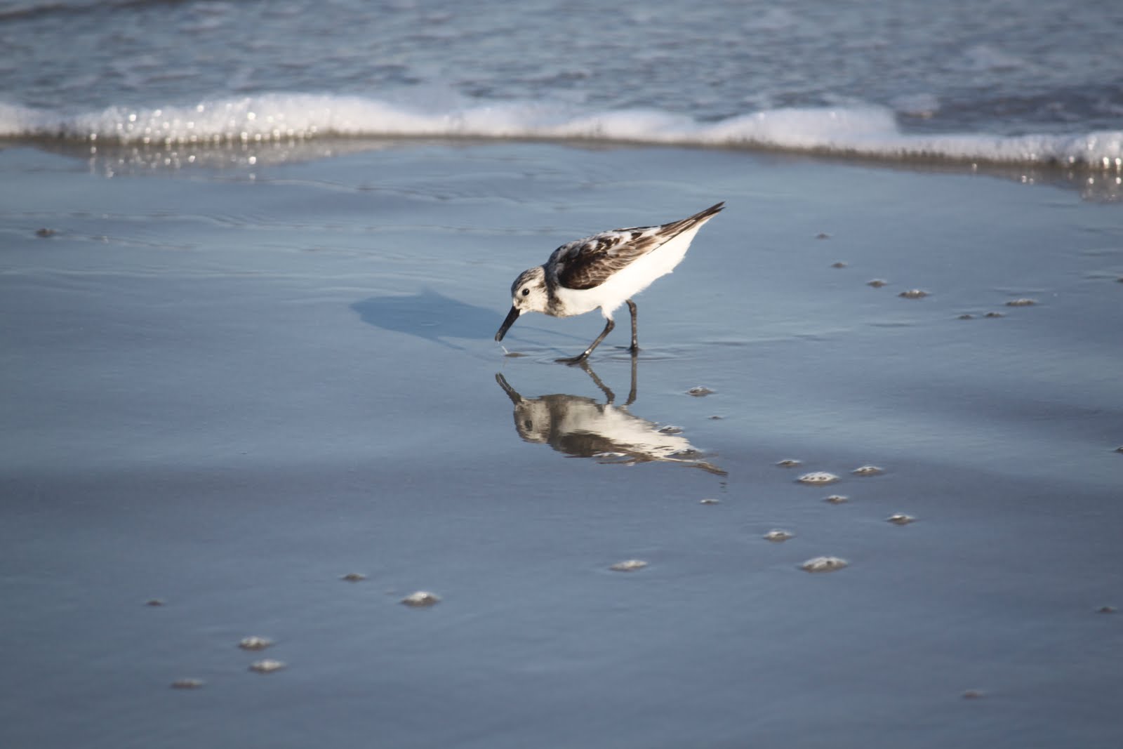 One Plant at a Time: Vacation pics. from MB and Georgetown, Shell ...