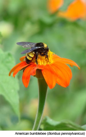 Bio 2: Insect Pollinated Flower