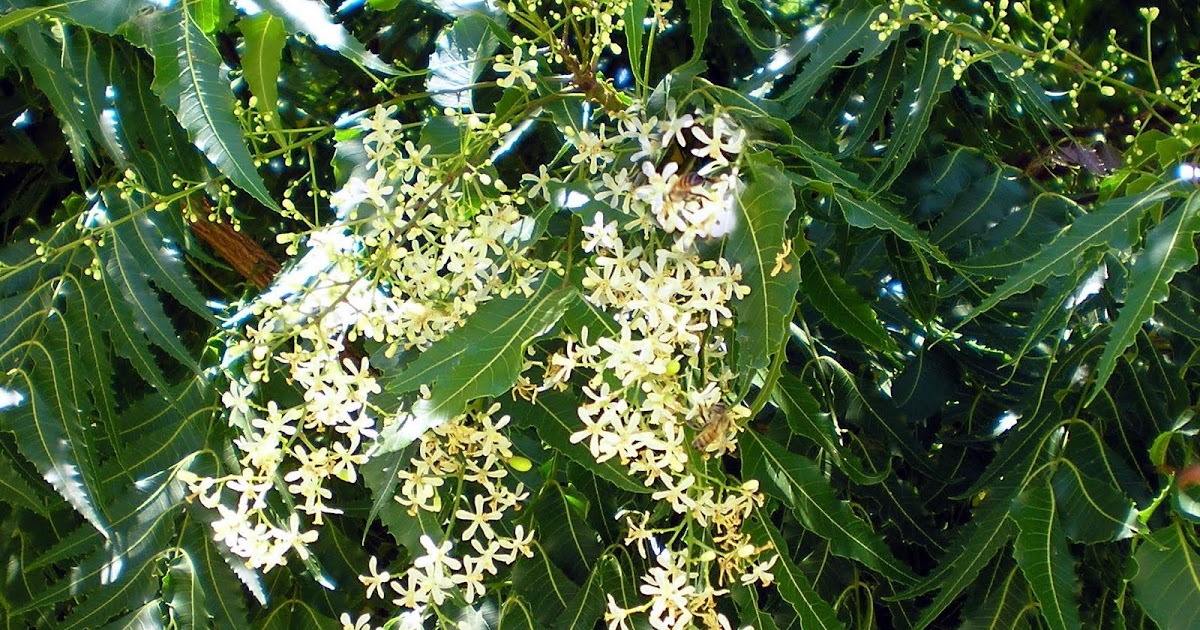 JARDINS DE AGHARTA: A ÁRVORE NIM (AZADIRACHTA indica)