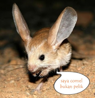 nEscaFe+MilO: menatang-menatang pelik...