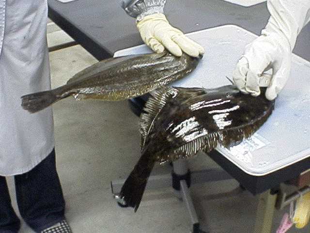 Ciência Contra o Crime: Sobre a rigidez cadavérica...