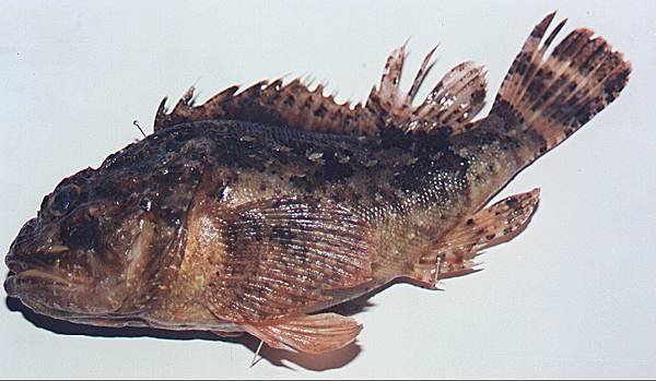 La Buena Vida Gourmet de Maren: FEO Y DELICIOSO, EL RASCACIO