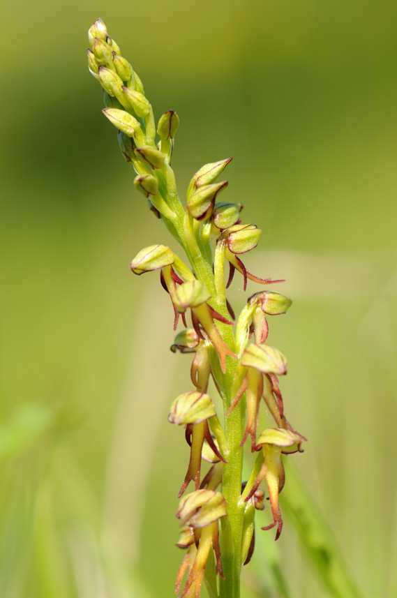 Wild Orchids in Britain: Man Orchid