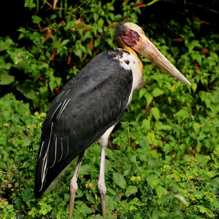 Doro's Animal World: Stork