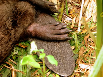 Photo Obsession: Anatomy Of A Beaver