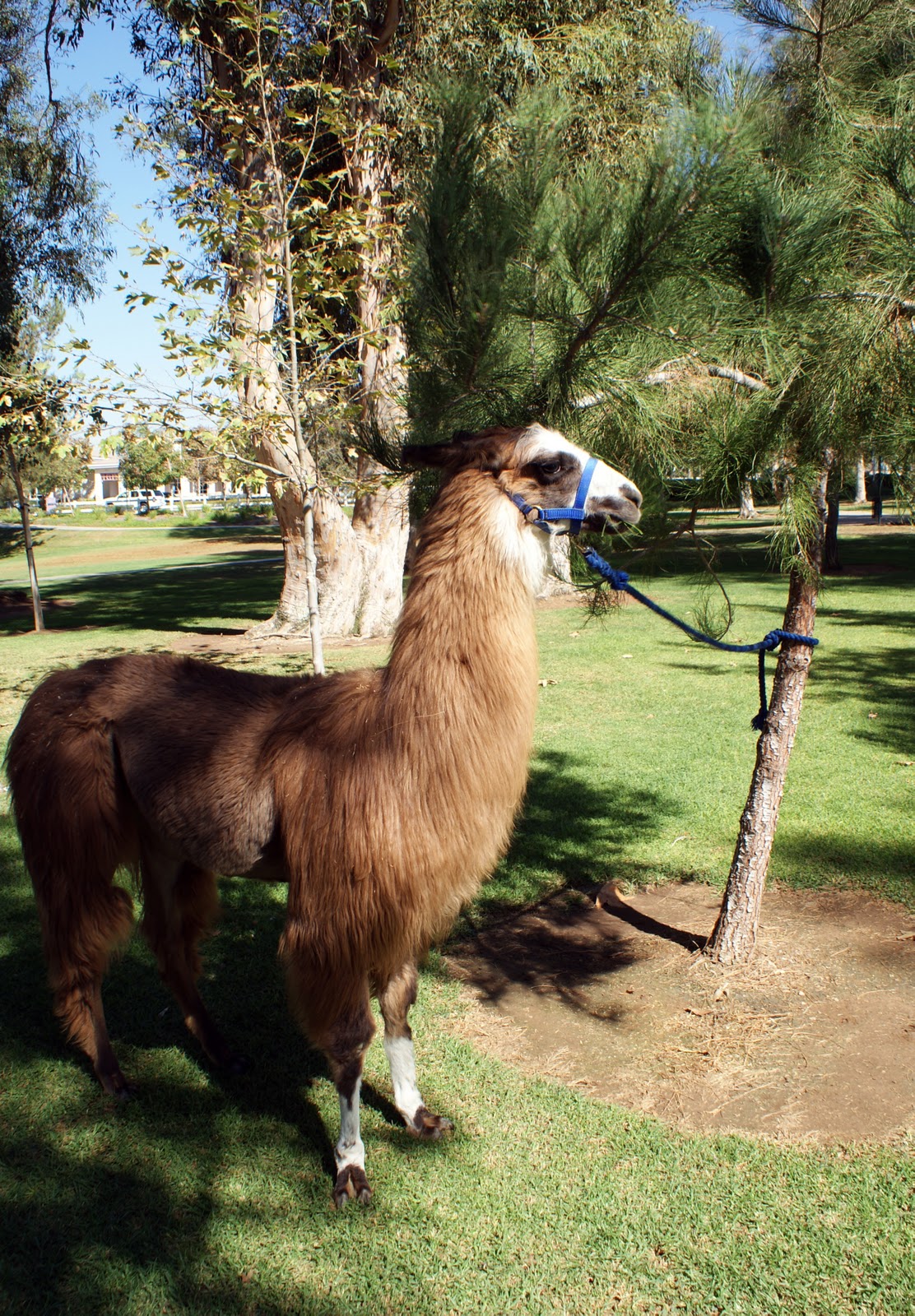For Llama Llovers: Dirty Llama