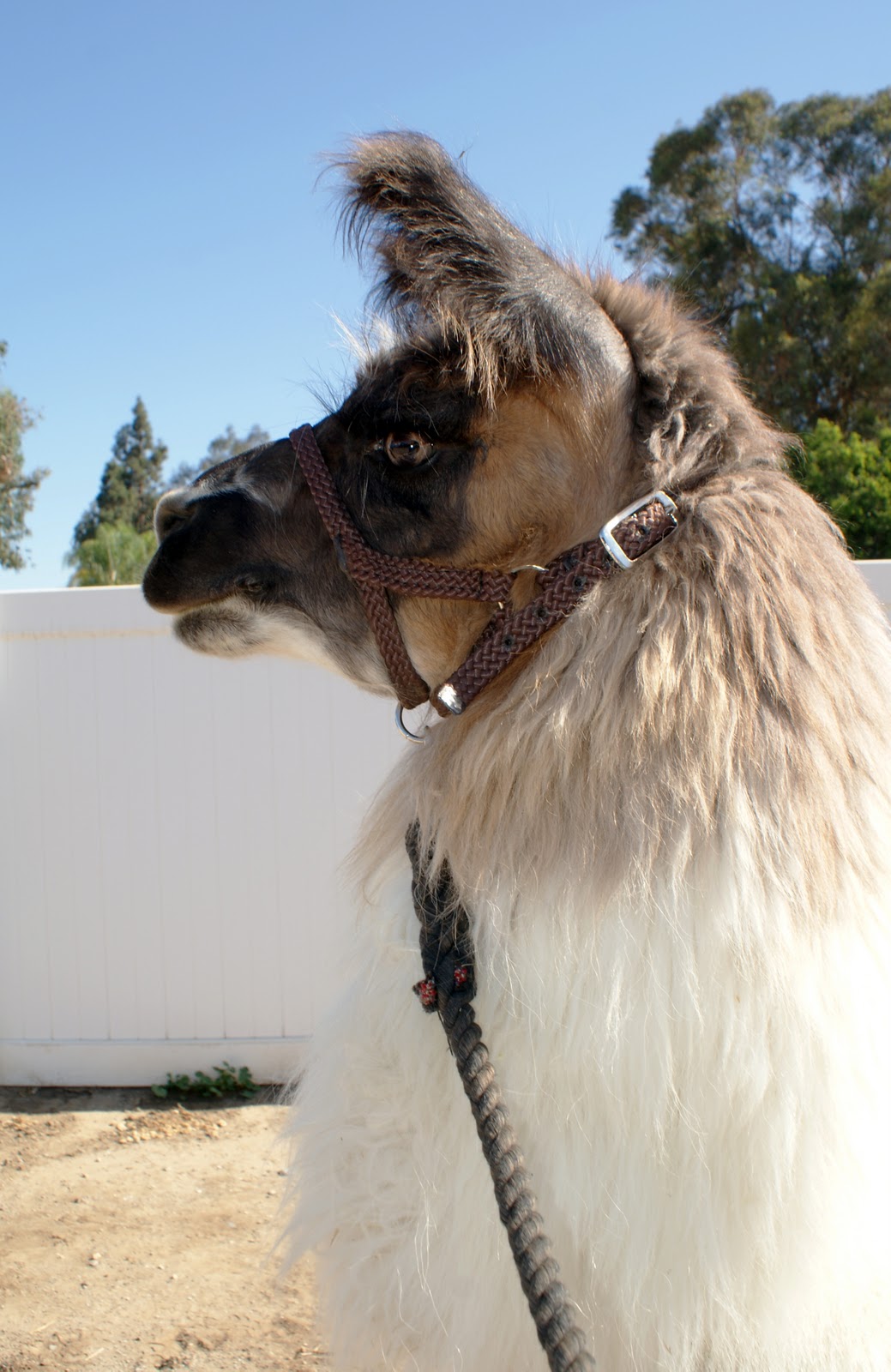 For Llama Llovers: Dirty Llama