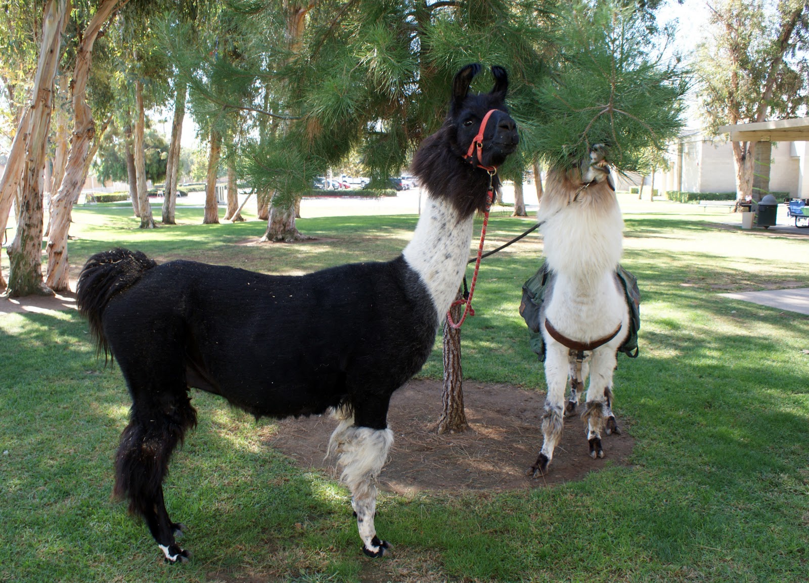 For Llama Llovers: Dirty Llama