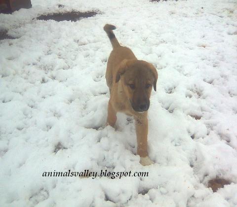 animals valley: yellow shepherd dog