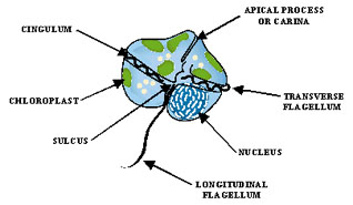 SCIENTIFICT: Neurotoxic Shellfish Poisoning