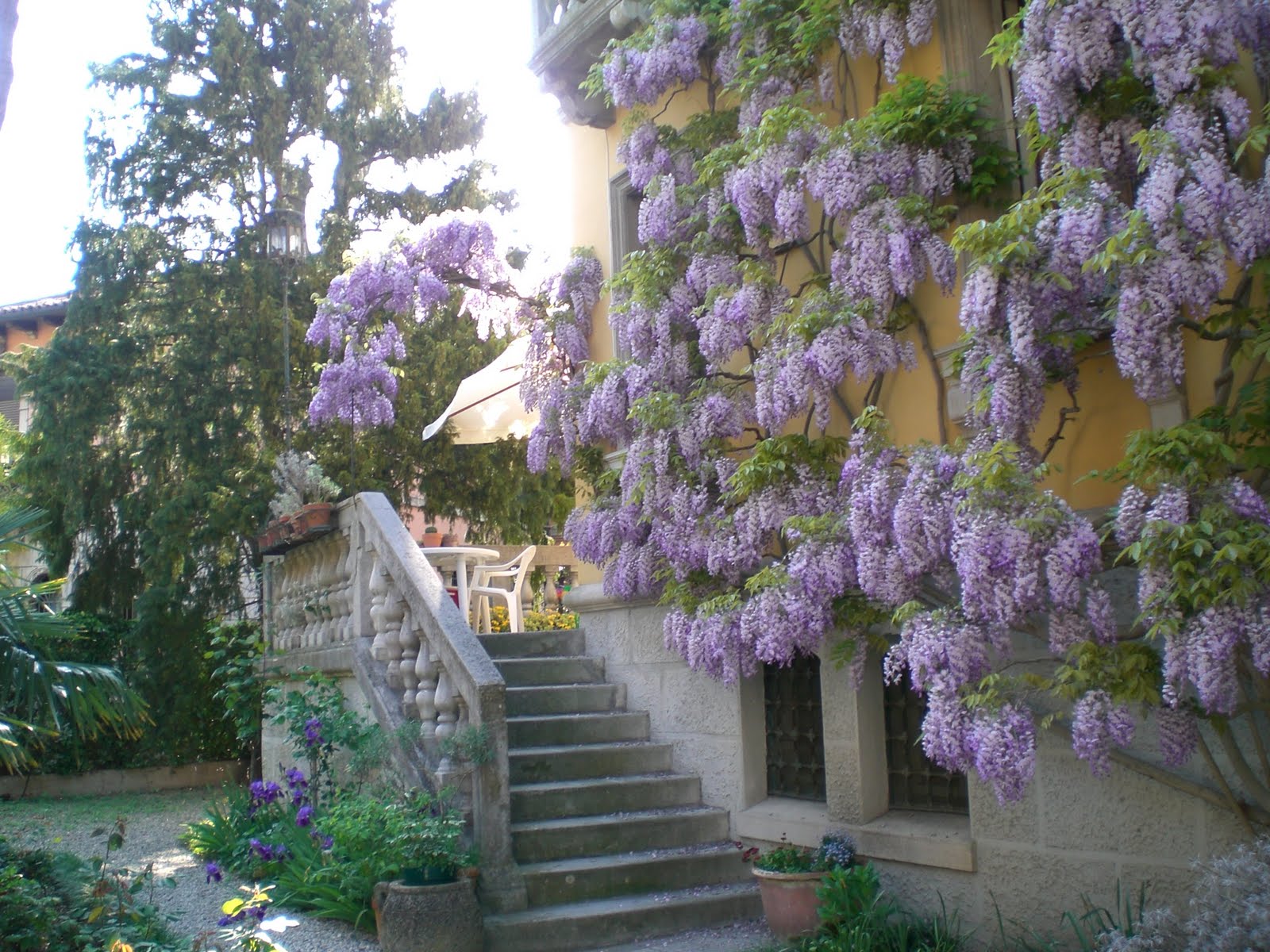 fra le nuvole: I glicini del Lido dal profumo inebriante