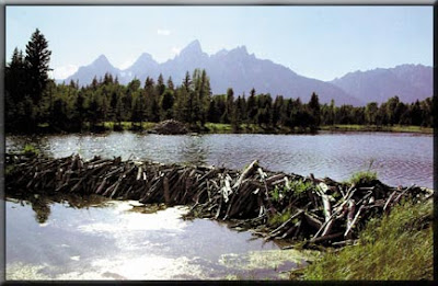 Mundo animal: EL DISEÑO DE INGENIERÍA EN LAS REPRESAS DE LOS CASTORES