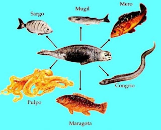 Mundo animal: Una cría de foca monje nace en una playa por primera vez ...