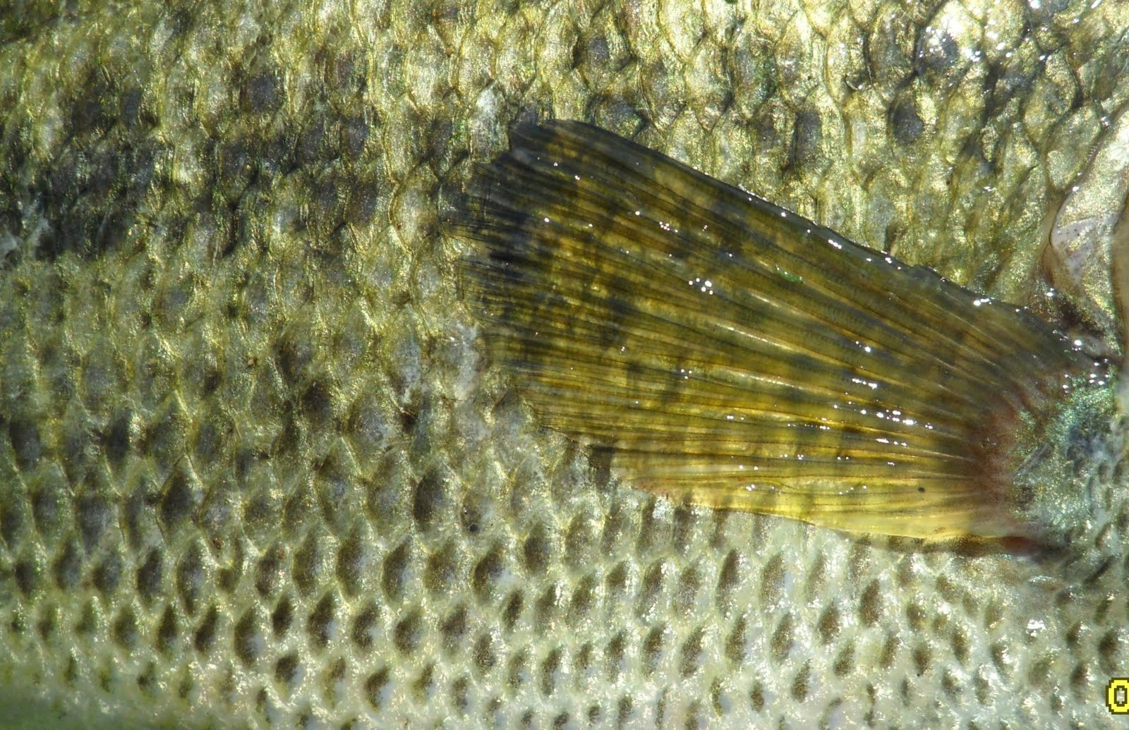 flowing waters: May 2010