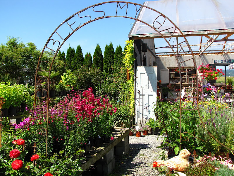 A Gardener in Progress: Antique Rose Farm