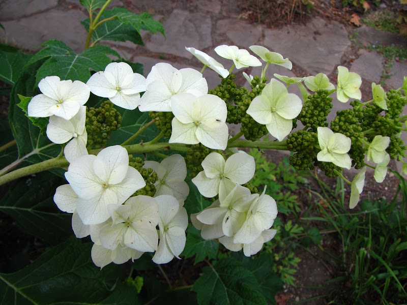 blue hydrangea under pine tree More - Hydrangea Wallpaper