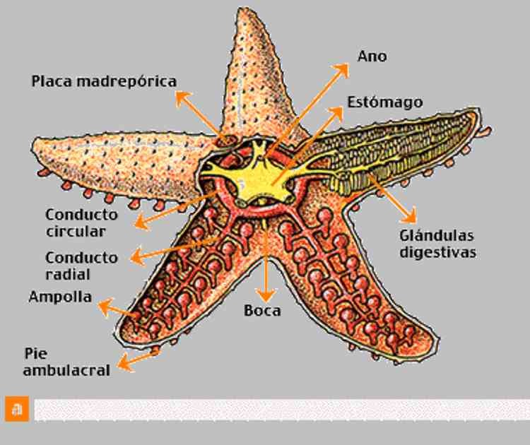 Equinodermos:como funciona o Sistema ambulacrário