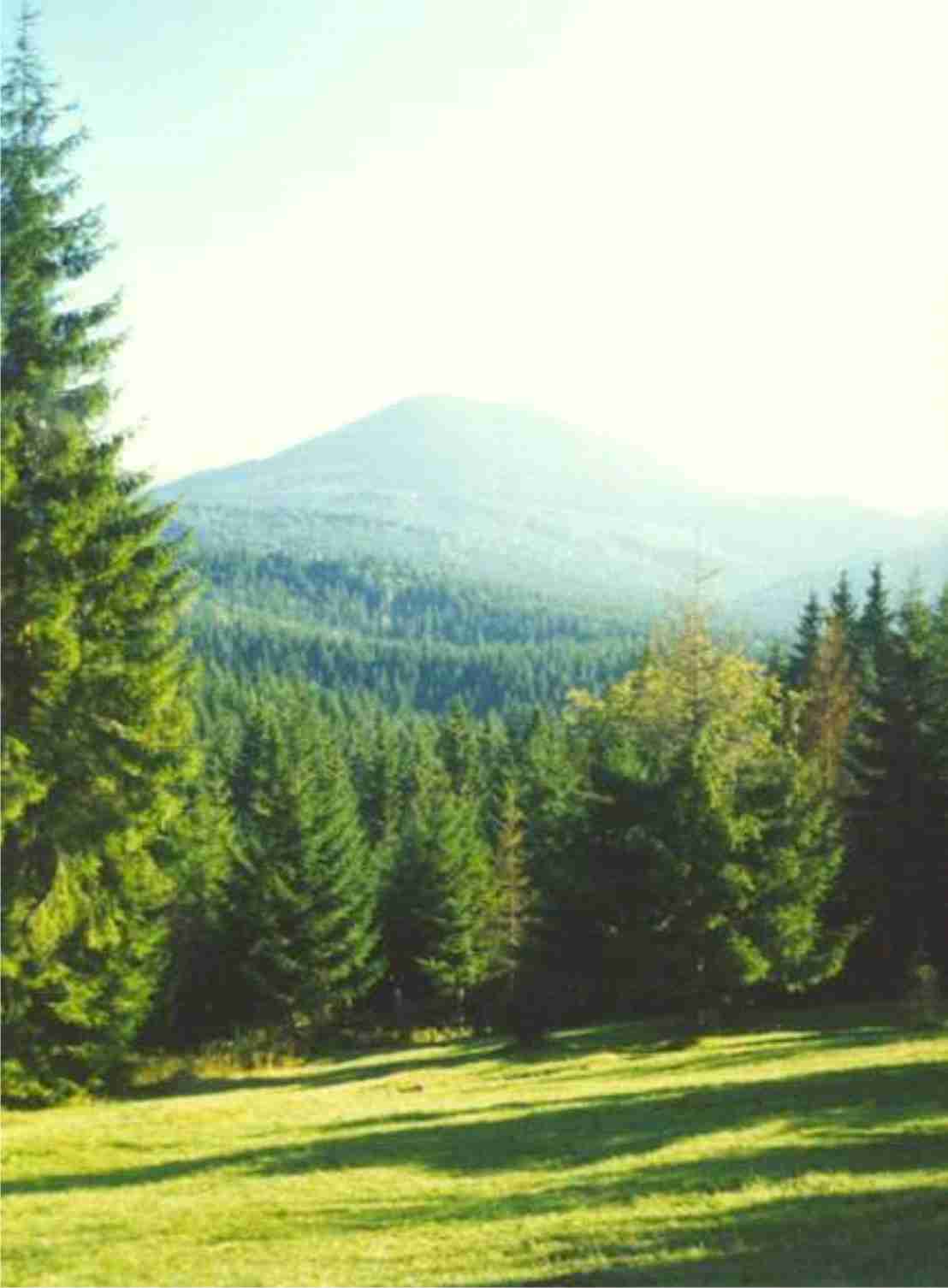 ProNatura: Molidul de rezonanţă de la Lăpuşna