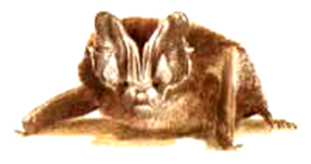 ProNatura: Liliacul cârn