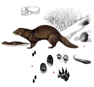 ProNatura: Dihorul de apă / Nurca