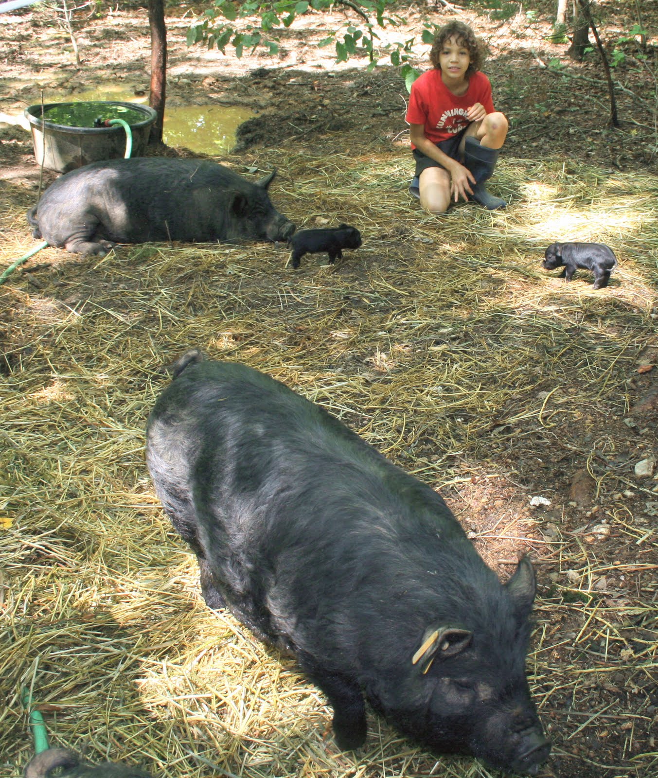 A Tiny Homestead: American Guinea Hog babies!