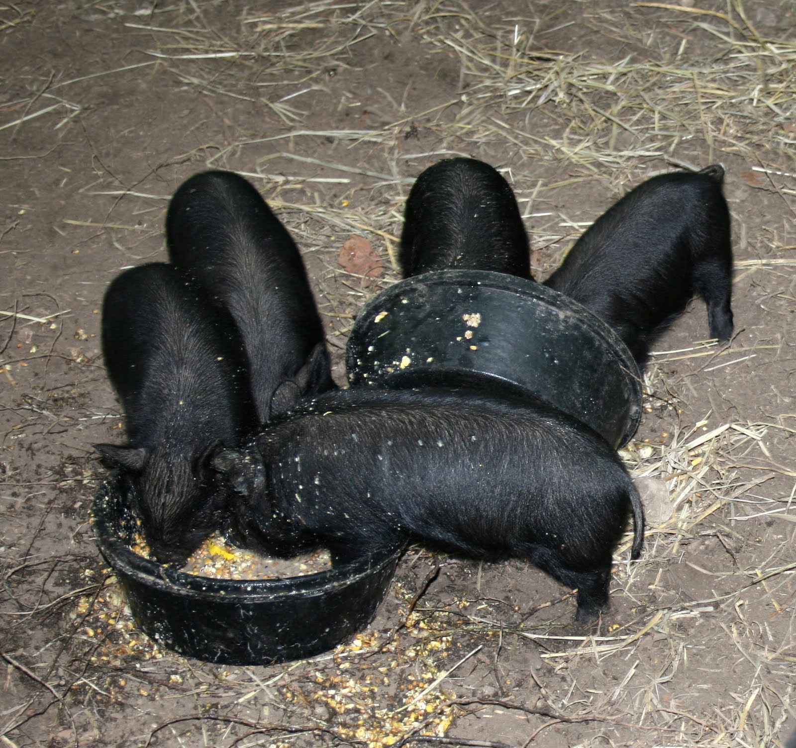 A Tiny Homestead: August 2010