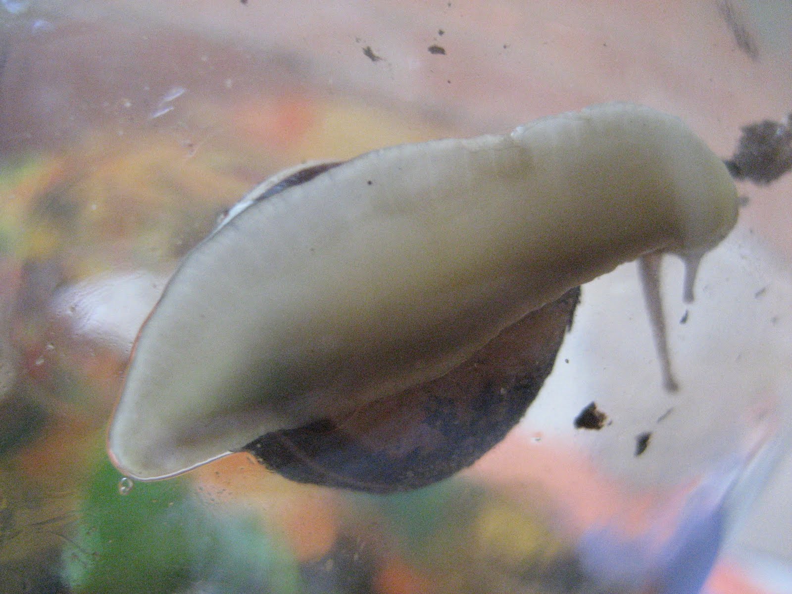 Snail Tales | Carrie Snyder