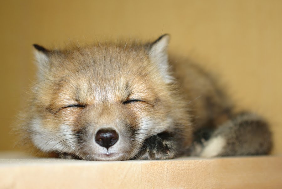 Baby Red Fox (Vixen Kit) - PentaxForums.com