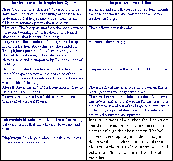 Cardiac Blog: 1.1 Relate the structure of the Respiratory System to the ...