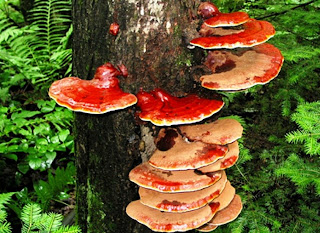My Herb Guide: Can Ganoderma Herb Improve Cancer?