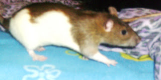 Ninja, Namine, Nibbles and Nova