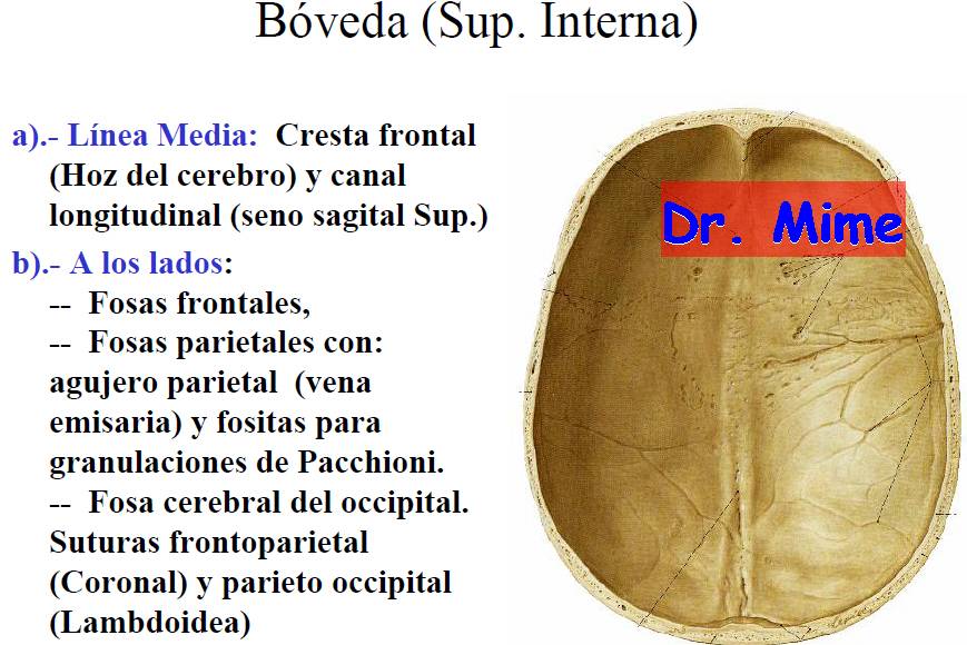 El blog neuroanatomico del Dr. Mime: BASE DE CRANEO