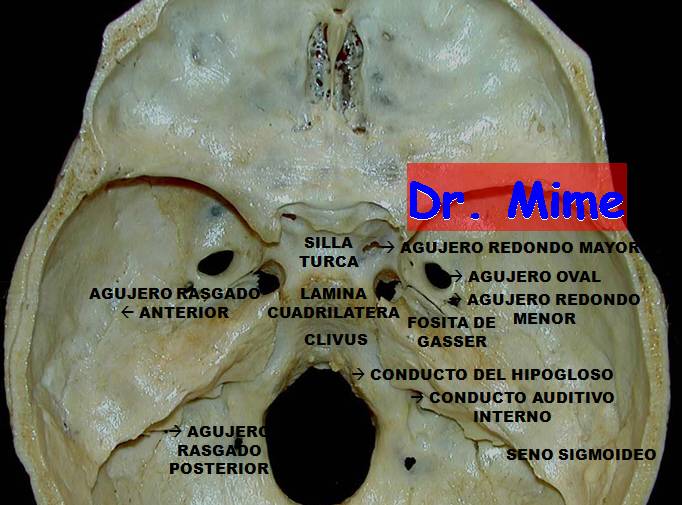 El blog neuroanatomico del Dr. Mime: BASE DE CRANEO