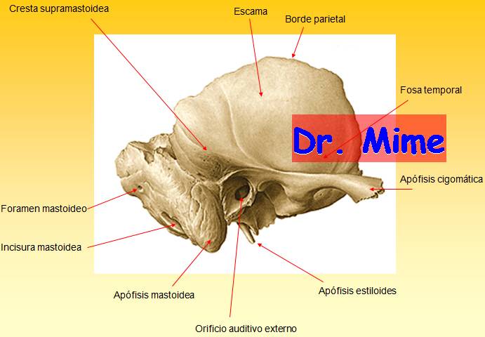 El blog neuroanatomico del Dr. Mime: HUESO TEMPORAL