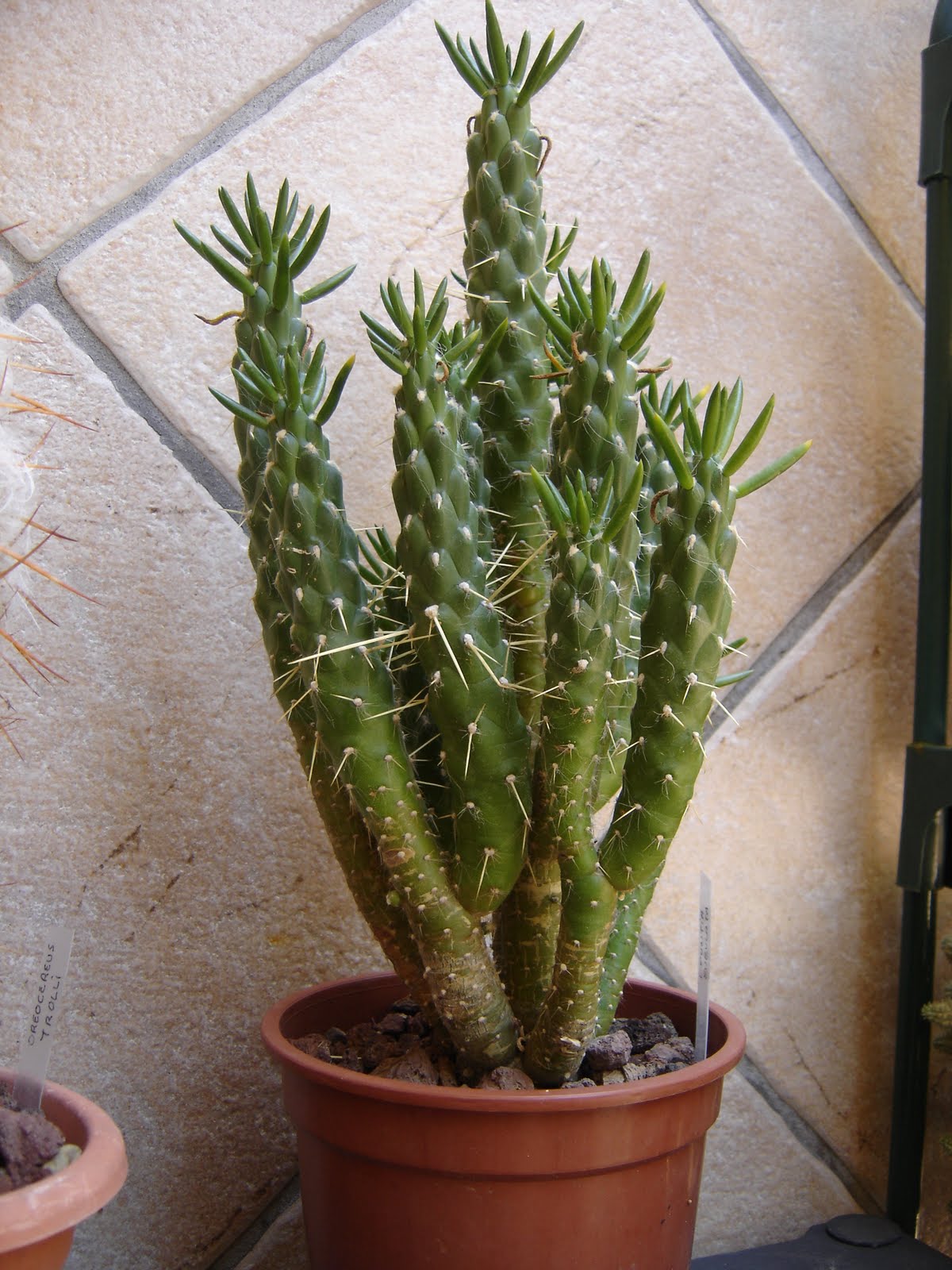 Opuntia Subulata : Cactus y Suculentas de Amanecer