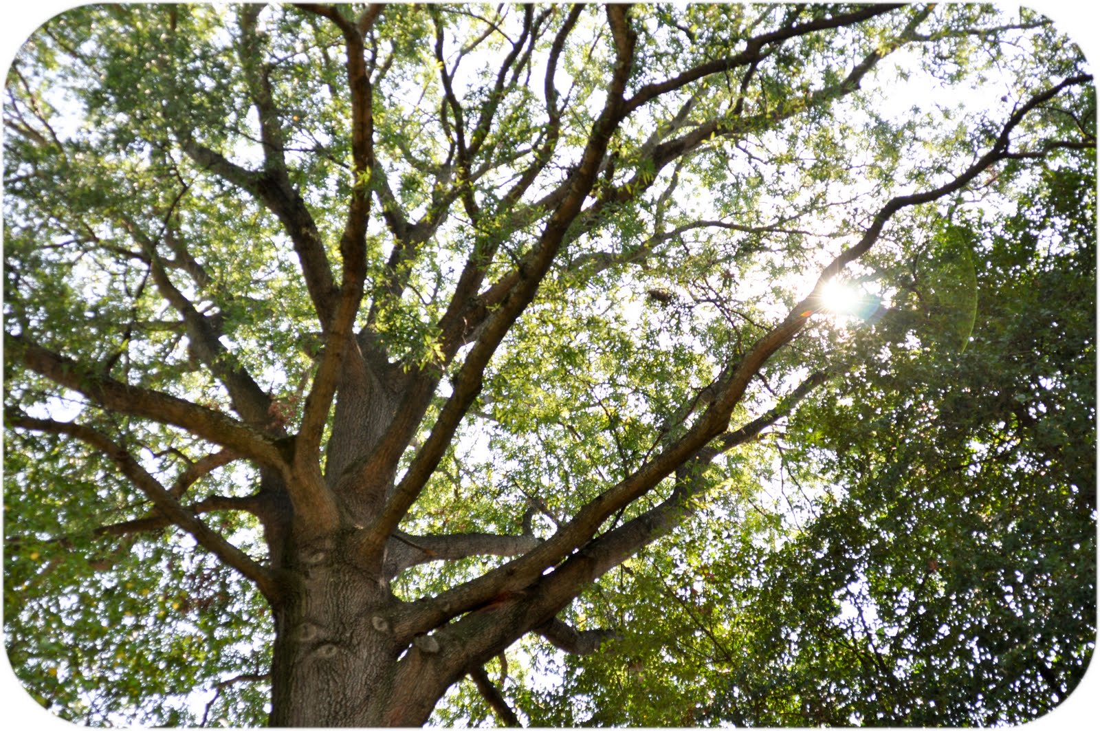Our Tree and Forest Study