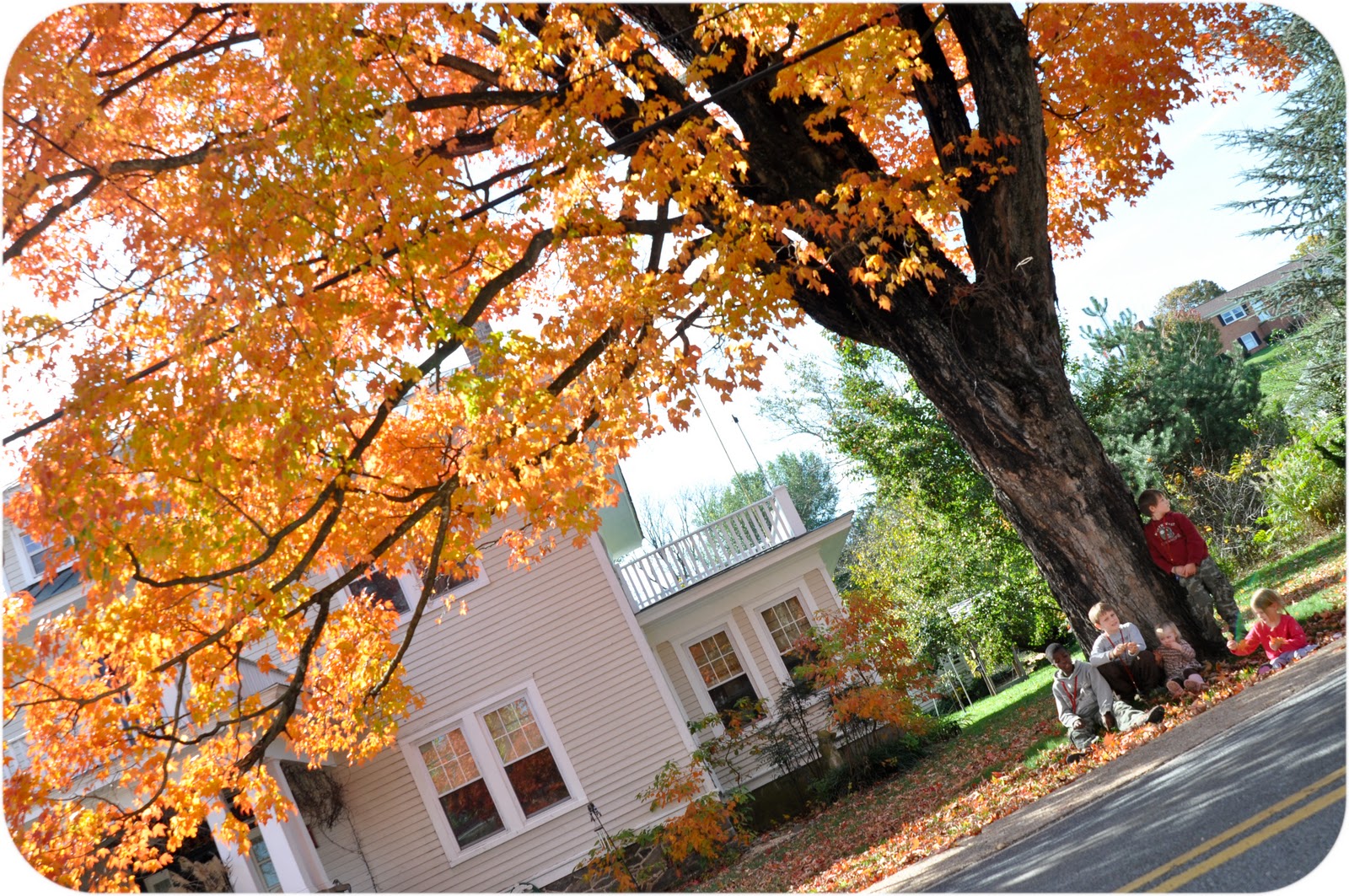Remarkable Trees of Virginia: Sperryville Sugar Maple