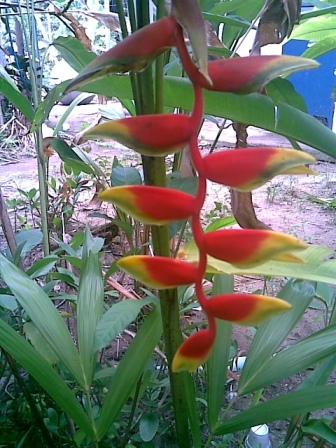 EL VERDADERO AMAZONAS VENEZOLANO: Flora