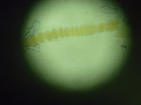 vsc7: ENTOMOLOGIA: Tagma Cefálico