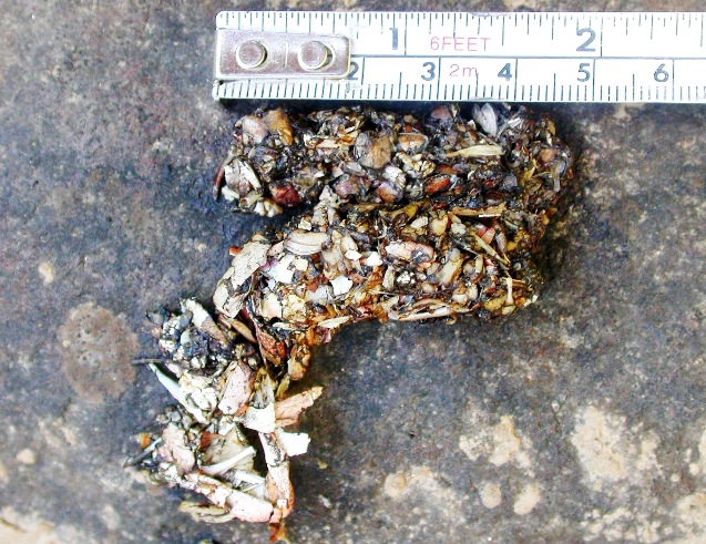 Viajes naturalistas y otras hierbas: La nutria recupera nuestros ríos 1