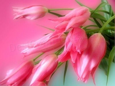 Roses For All Seasons: Styling and Color Tips for Flower Photography