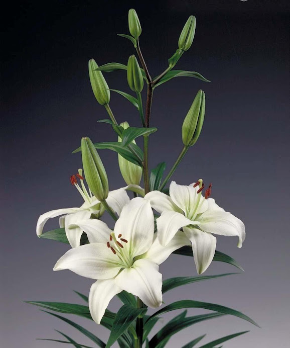 Lilium blanco