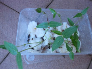 Home Science Experiment - Germinating Bean Seeds ~ Parenting Times